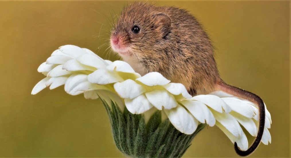 Harvest Mouse Successes – JP Ecological Services