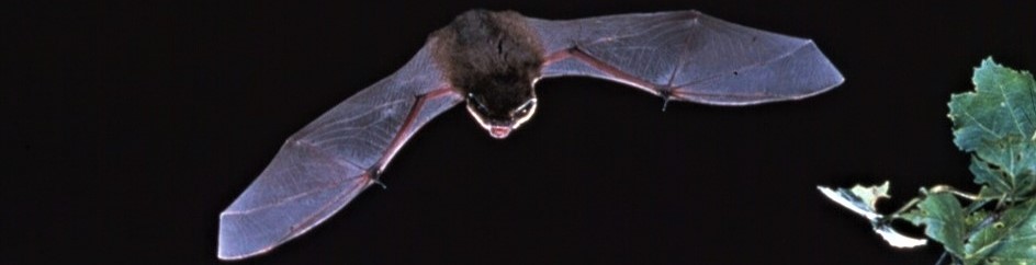 Bat Survey Projects – JP Ecological Services
